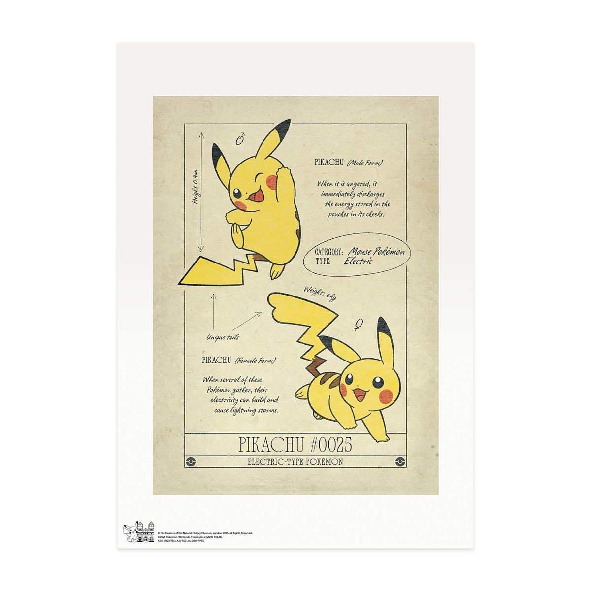 Pokémon × Natural History Museum: Pikachu Scientific Drawing Print ...